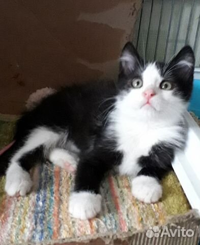 Мальчик Боня в поисках дома