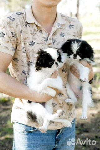 Маленькие самурайчики