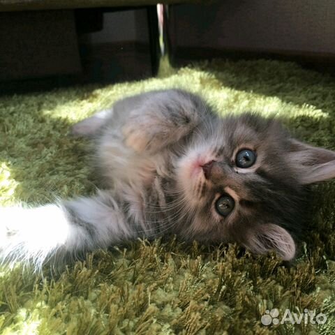 Отдам котенка