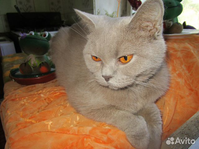 Молодая кошечка
