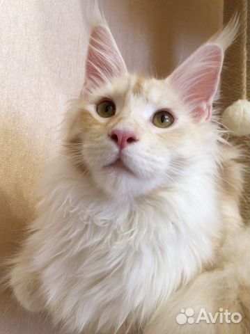 Три мушкетёра