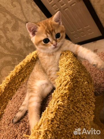 Британская золотая шиншилла мальчик