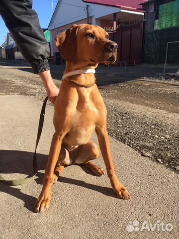 Венгерская Выжла (легавая ) вязка