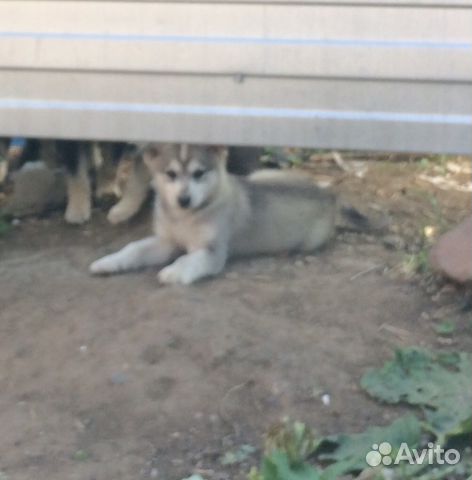 Чудесным малышам ищу дом