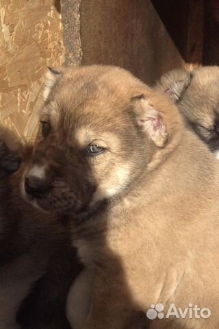 Щенки алабайчики