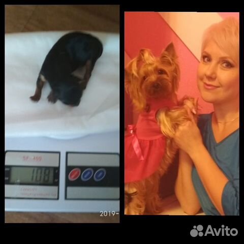 Продам йоркширского терьера