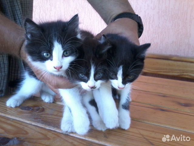 Котята в добрые руки