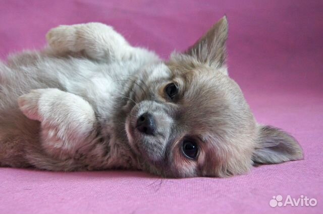 Щенок чихуахуа лиловый