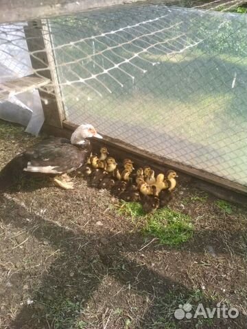 Утята мускусные