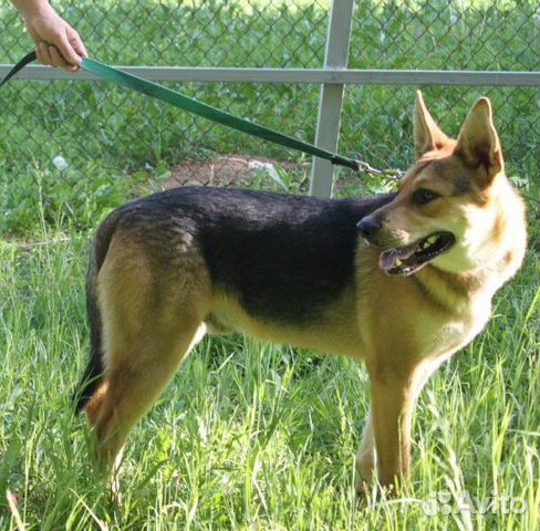 Янтарь ищет дом