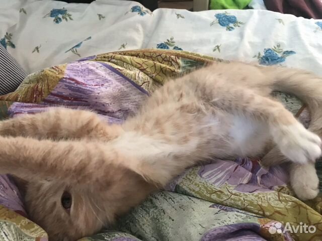 Котёнок рыженький 3 мес., к лотку приучен