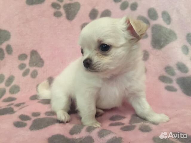 Щенок чихуахуа