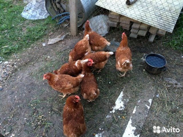 Куры рыжие