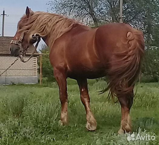 Лошадь