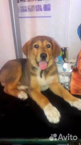 Щенок русской борзой в ответственные руки