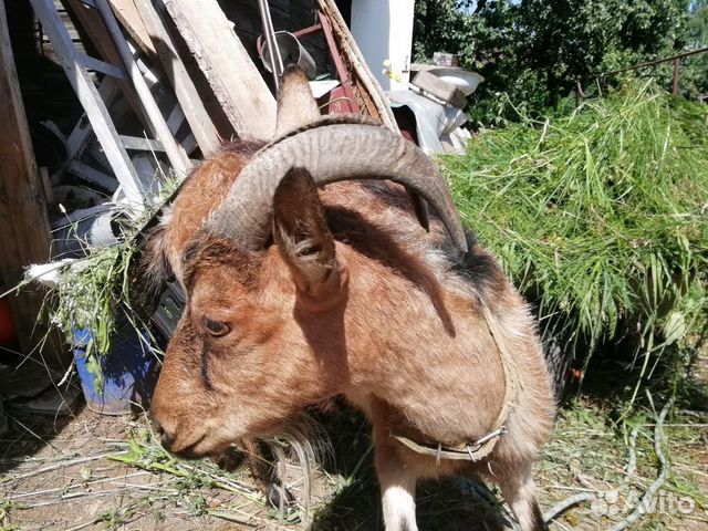 Коза Альпийская 100