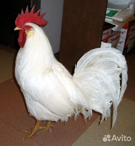 Отдам Петуха Петю