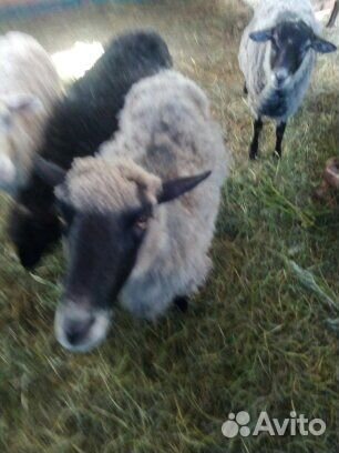 Продам овечку