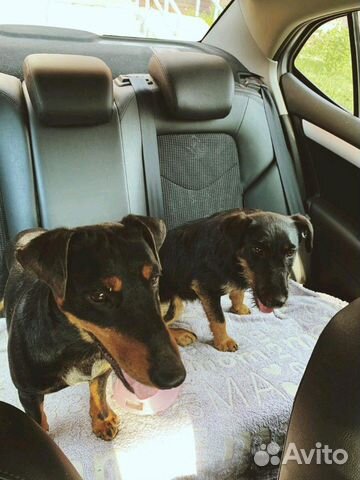 Ищем дом ягдтерьерам