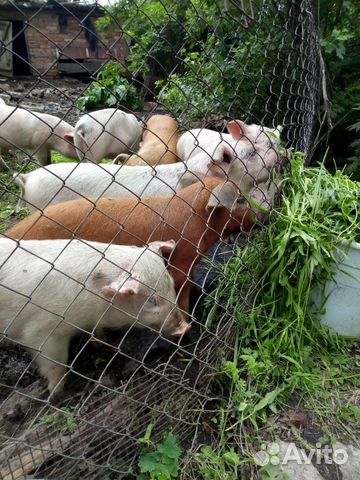 Продаются поросята 1.5 месячные