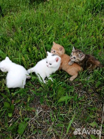 Котята