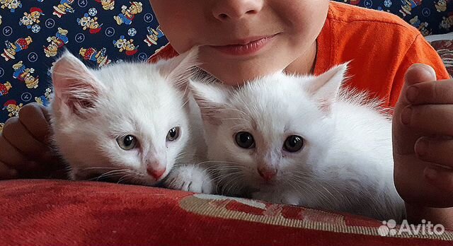 Котята турецкой ангоры