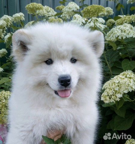 Самоед, щенки, пит-к Авангард Арктики