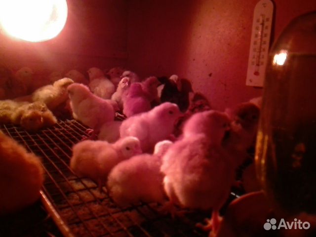 Цыпленок кучинский, австролорп, ленингдадская ситц