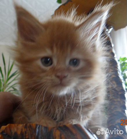 Мейн-куны мальчик и девочка