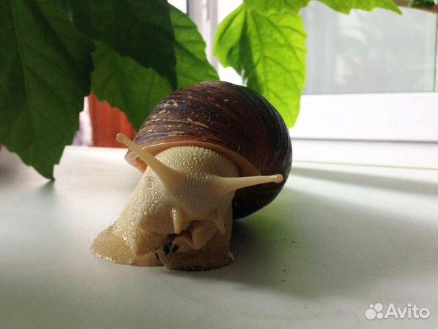 2 улитки ахатин и 2 виноградные улитки