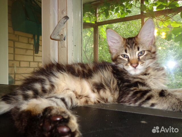 Котик с прилитием крови бенгальской кошки