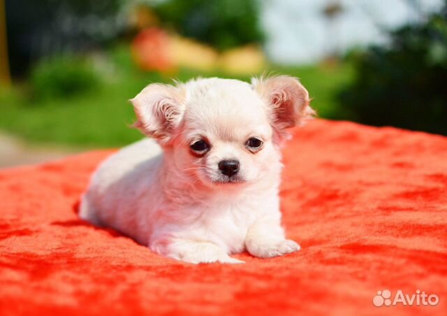 Длинношёрстная девочка чихуахуа