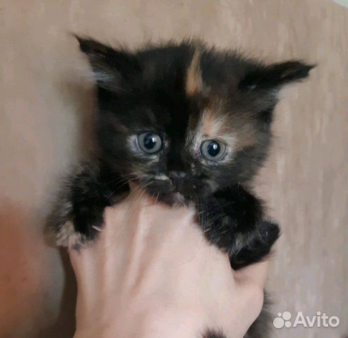 Котёнок девочка 1 мес