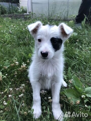 Щенок Девочка