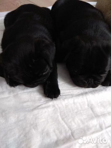 Щенки мопса