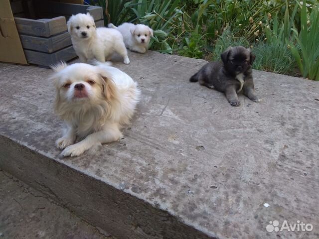 Щенки японский хин