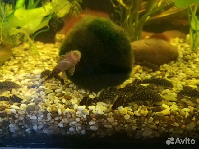 Рыба сом анцитрус