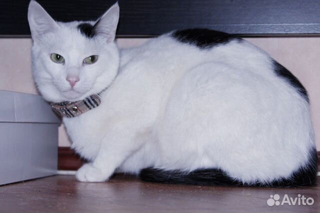 Кот шикарный ищет дом
