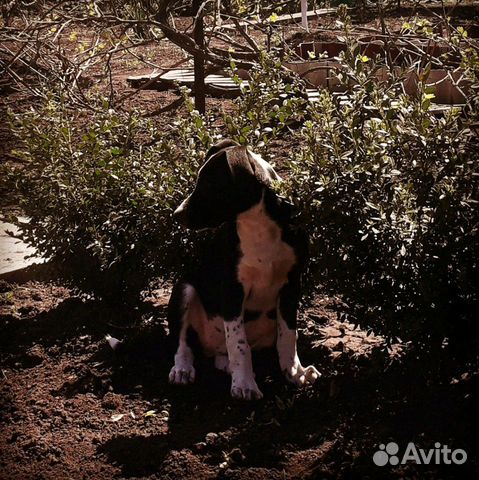 В хорошие руки