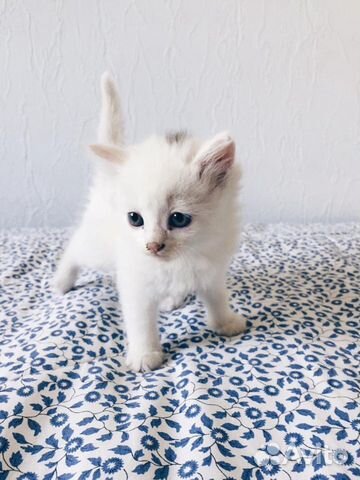 Котейки 6 недель