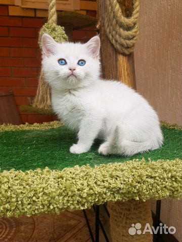 Кошечка серебристая шиншилла поинт