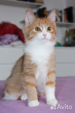 Рыжий котёночек