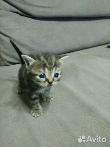 Шотландский котенок