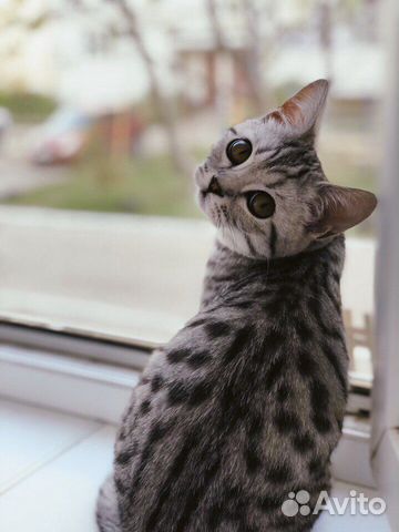 Скоттиш страйт