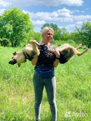 Маленькая собака Сонечка в поисках дома