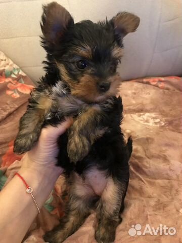 Щенки мини йорка