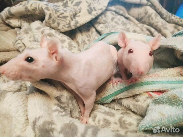 Крысы сфинксы с клеткой