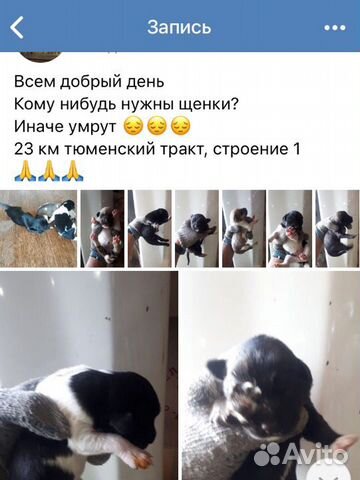 Щенки