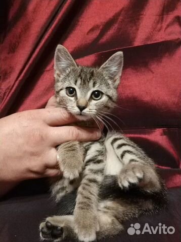 Тигруля-девочка лапочка 2 мес в дар