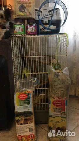 Крыса сфинкс-дамбо